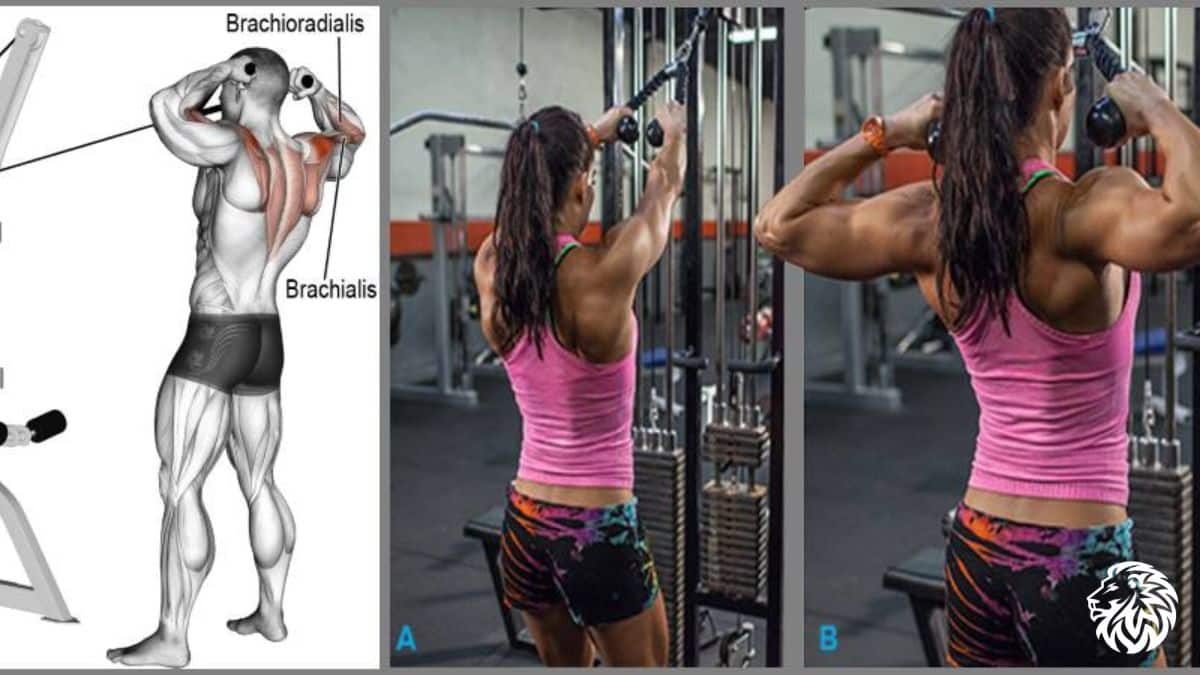 5 Essential Exercises to Master the Barbell Overhead Press - Angry Lion ...