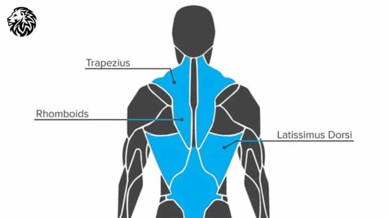 Back and Bicep Workouts for Massive Muscle Growth - Angry Lion Fitness