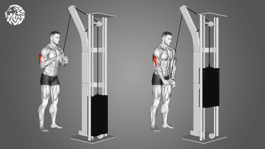 The Best Chest and Triceps Workouts for Building Muscle - Angry Lion ...