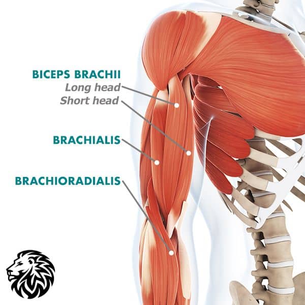 How to Train Your Biceps for Fast Growth - Angry Lion Fitness