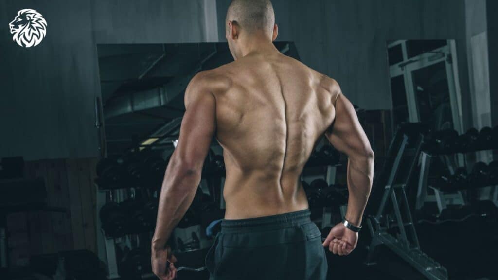 What is the Perfect Shoulder to Waist Ratio? - Angry Lion Fitness