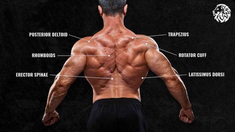 The Best Dumbbell Exercises for Your Back - Angry Lion Fitness