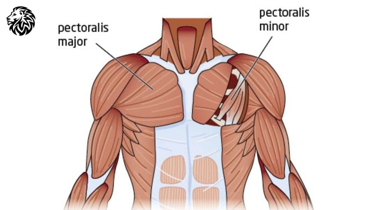 The Top 7 Chest Exercises for Strength and Shape - Angry Lion Fitness