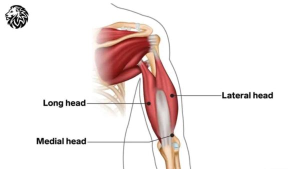 7 Best Triceps Exercises for Mass & Strength - Angry Lion Fitness