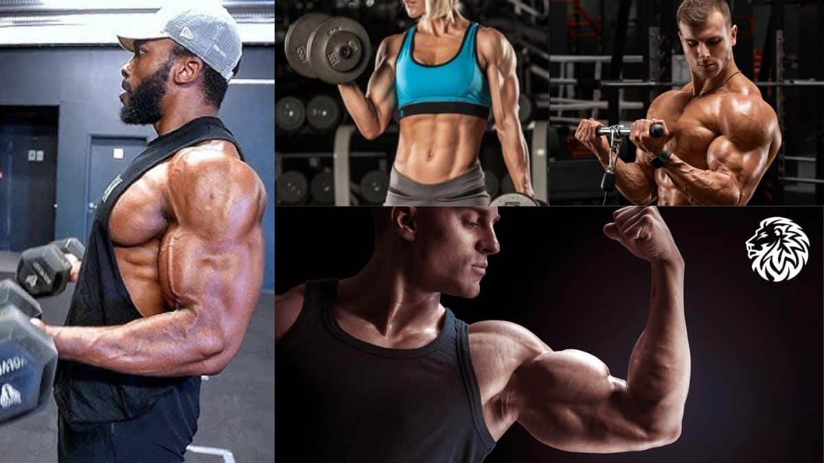 The Biceps Exercises You Need To Get Bigger Biceps - Angry Lion Fitness