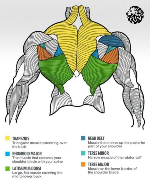 What are the Best Workouts for Your Back? - Angry Lion Fitness