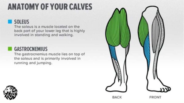 8 Calf Exercises to Strengthen and Tone Your Calves - Angry Lion Fitness
