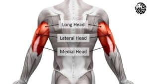 10 Best Triceps Exercises for Building Muscle - Angry Lion Fitness
