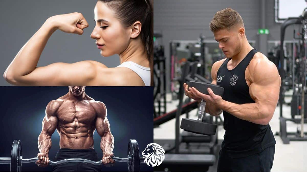 How Often Should I Train My Biceps per Week? - Angry Lion Fitness
