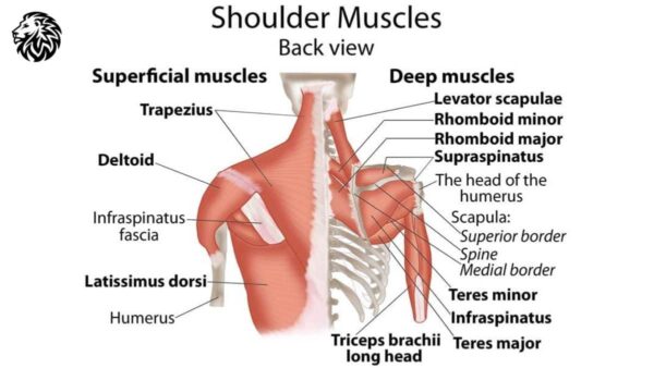 7 Shoulder Exercises for Strength and Size - Angry Lion Fitness