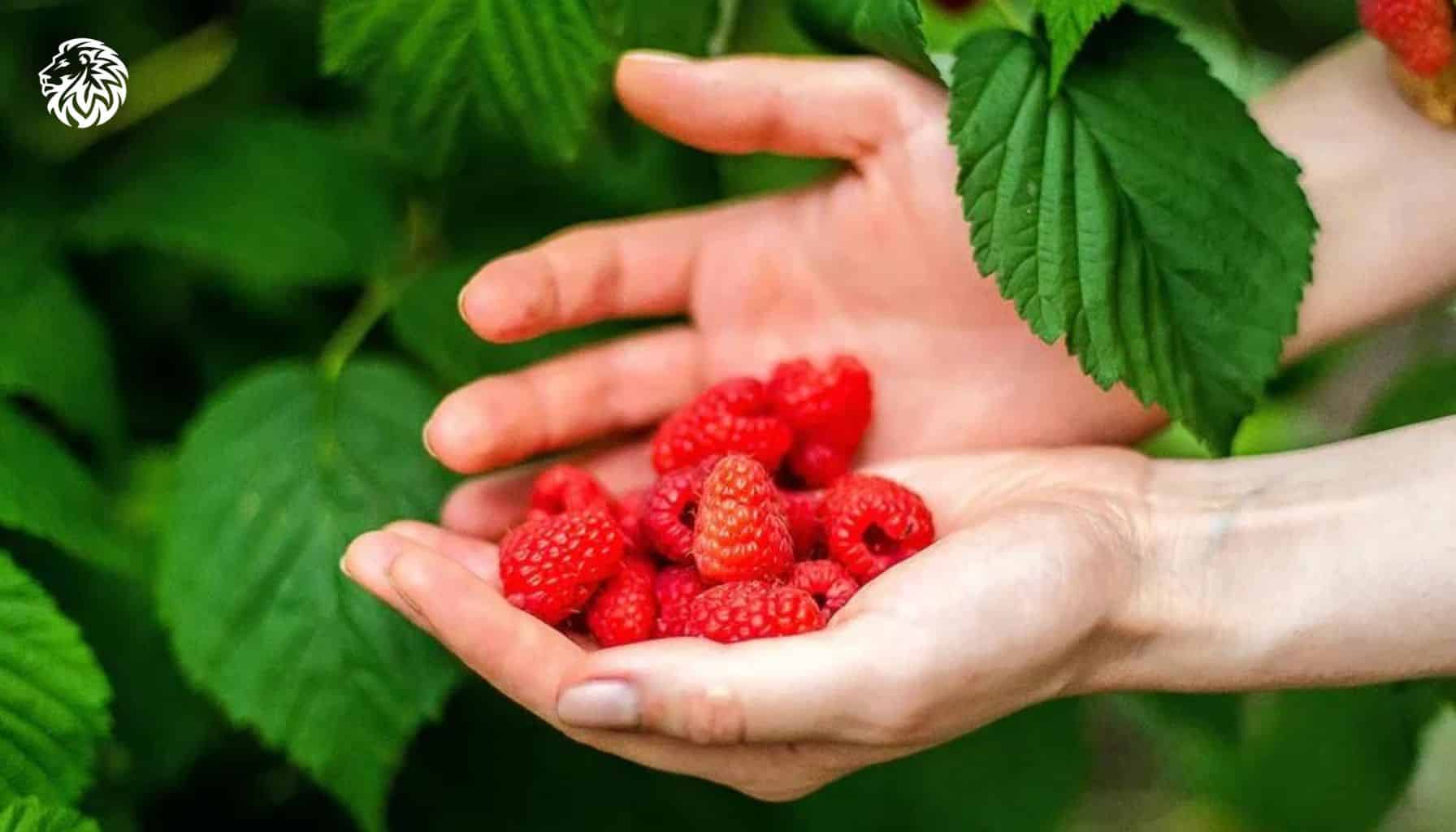 The Power of Raspberry Ketones for Weight Loss - Angry Lion Fitness